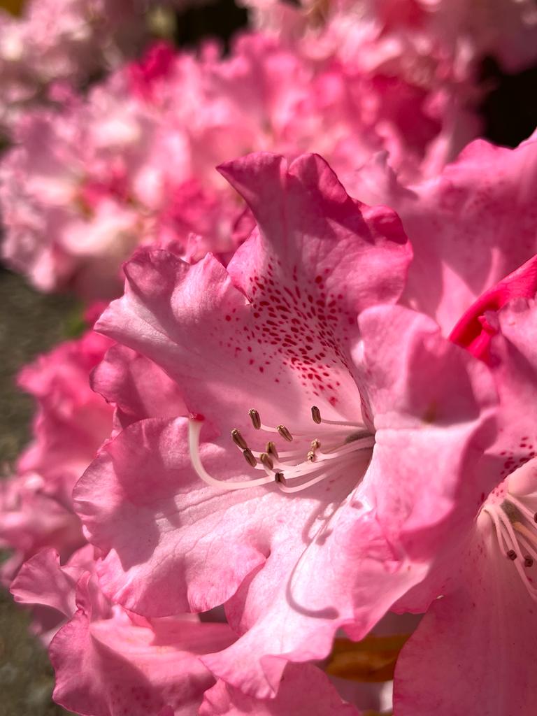 Why we are so special… Rare Rhododendron at Reuthe’s – Reuthe's The ...