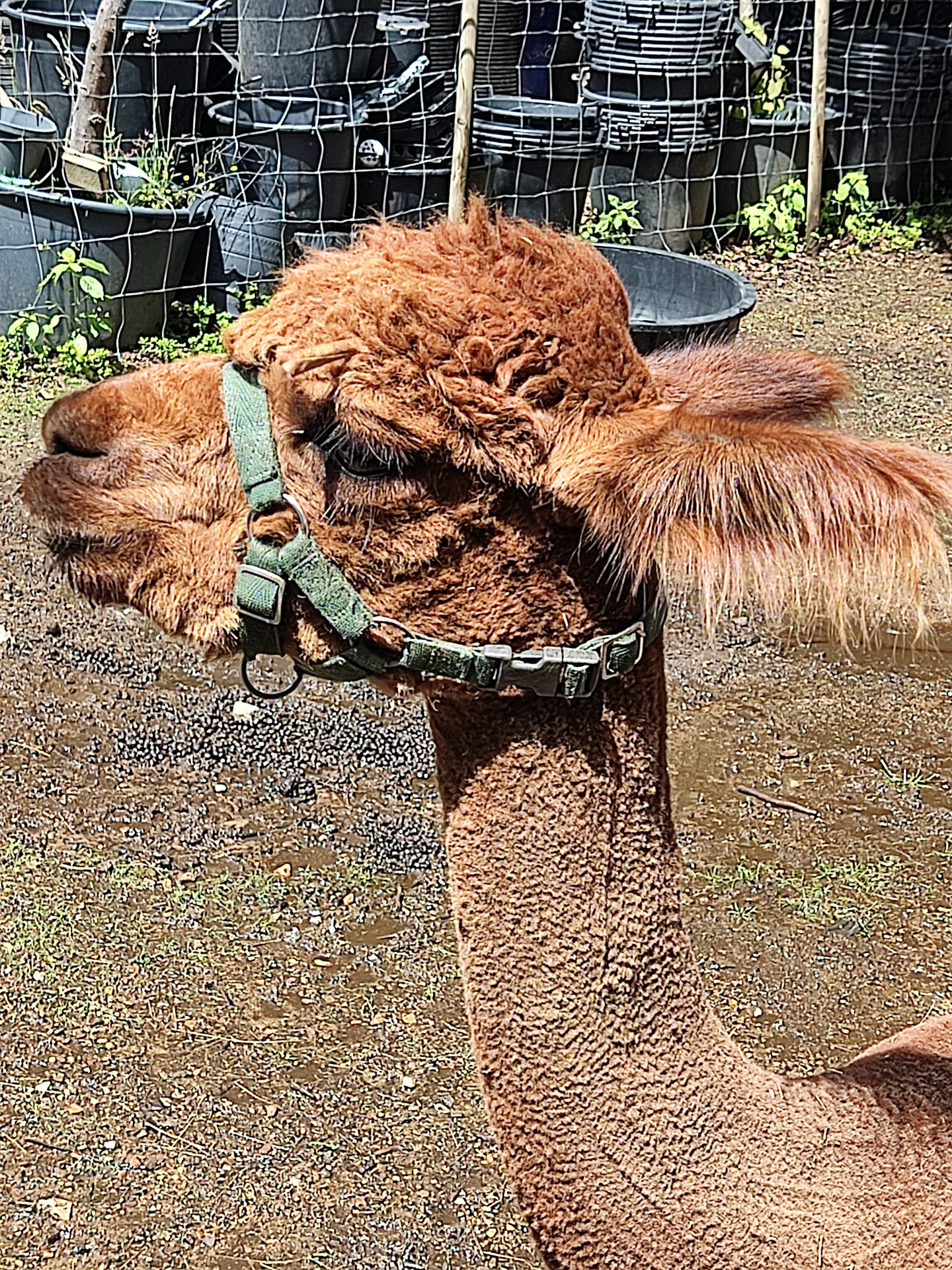 Children’s Events at Reuthe’s this Summer – Reuthe's The Lost Gardens ...