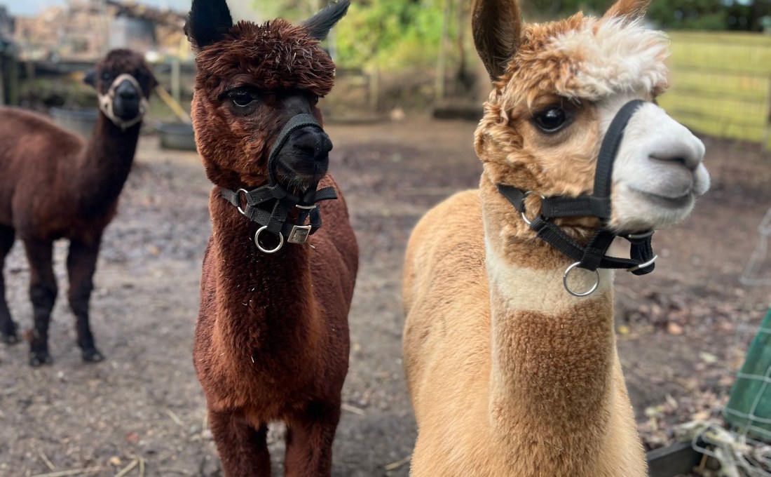 Alpacas – Reuthe's The Lost Gardens of Sevenoaks